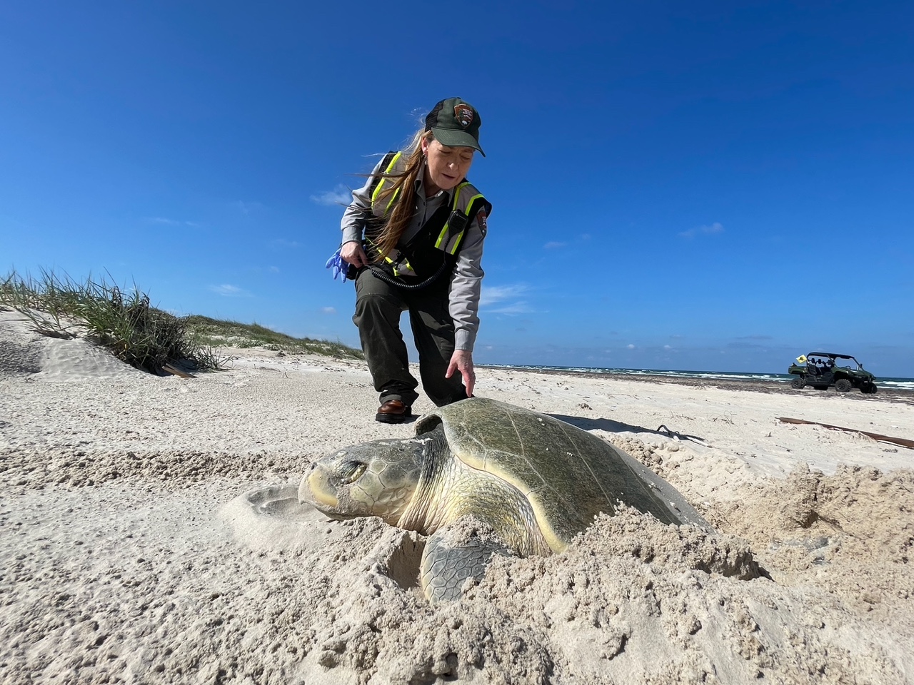 Act Now to Save the Sea Turtle Science and Recovery Program at Padre ...