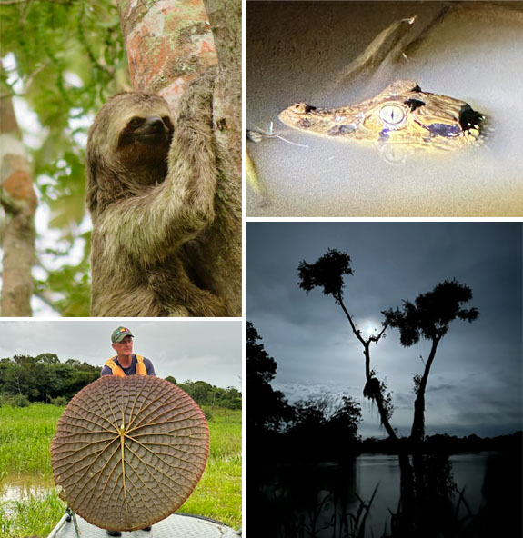 Amazon Rainforest Animals Collage