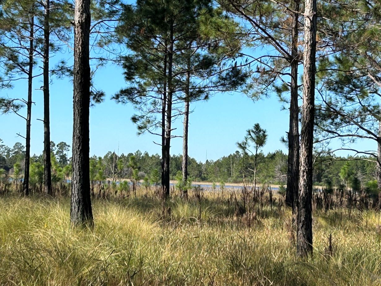 Backpacking Trip on the Florida Trail in Ocala National Forest