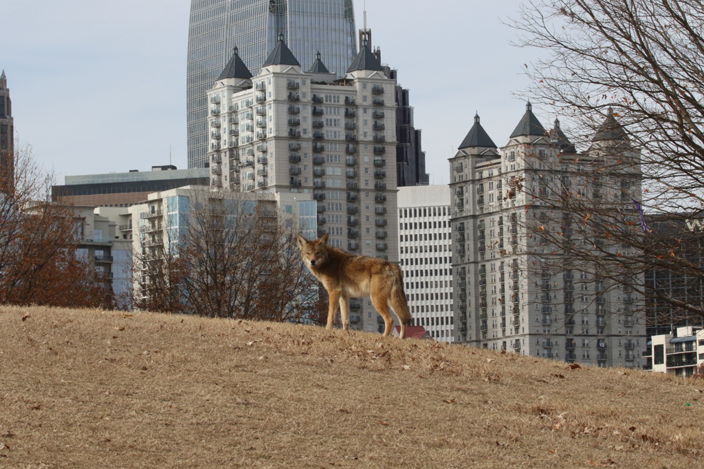 Lecture - Coyotes: Our Wild New Neighbors - Fact vs. Fiction