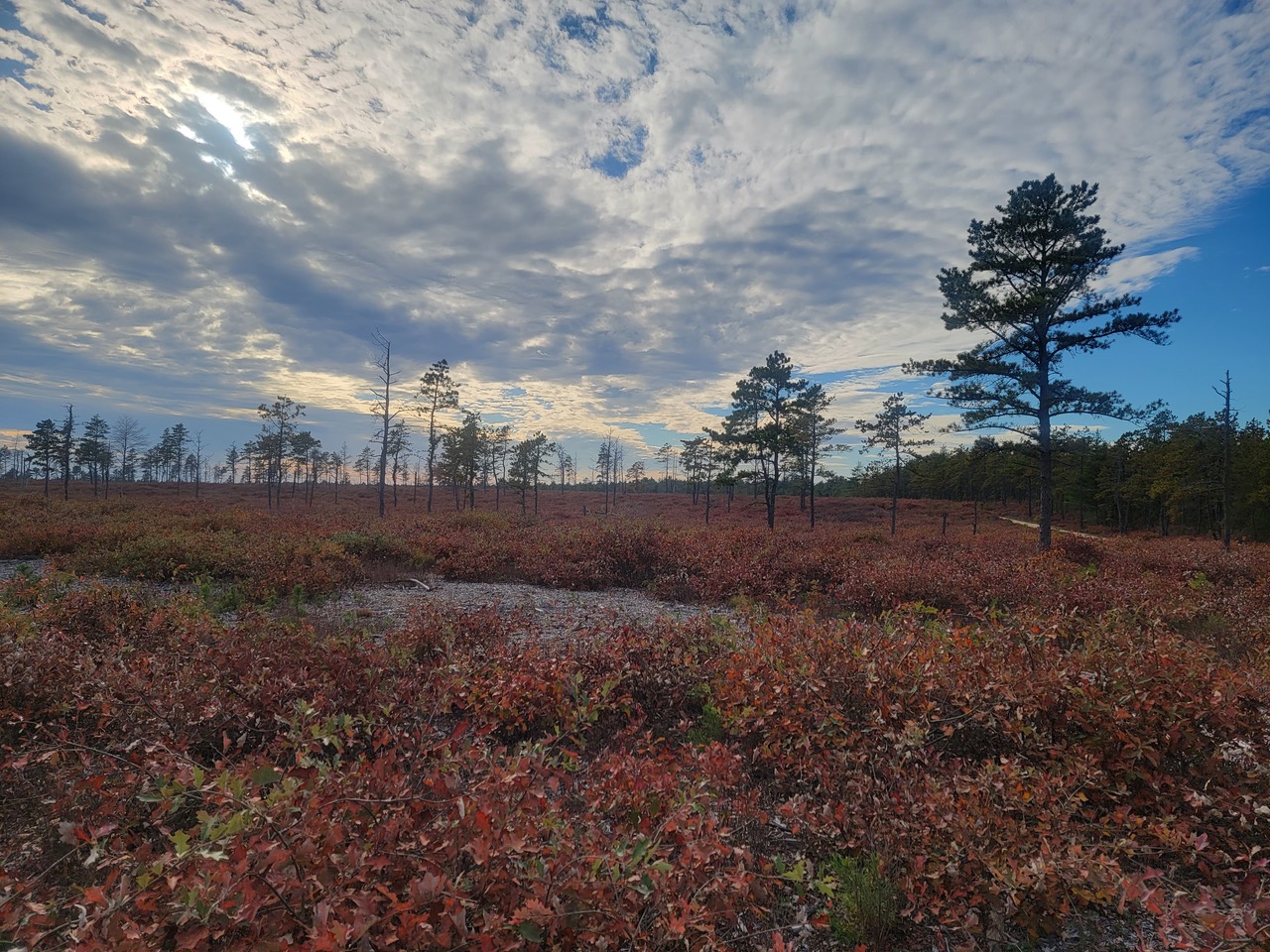 Pine Barrens Hike in Myles Standish State Forest