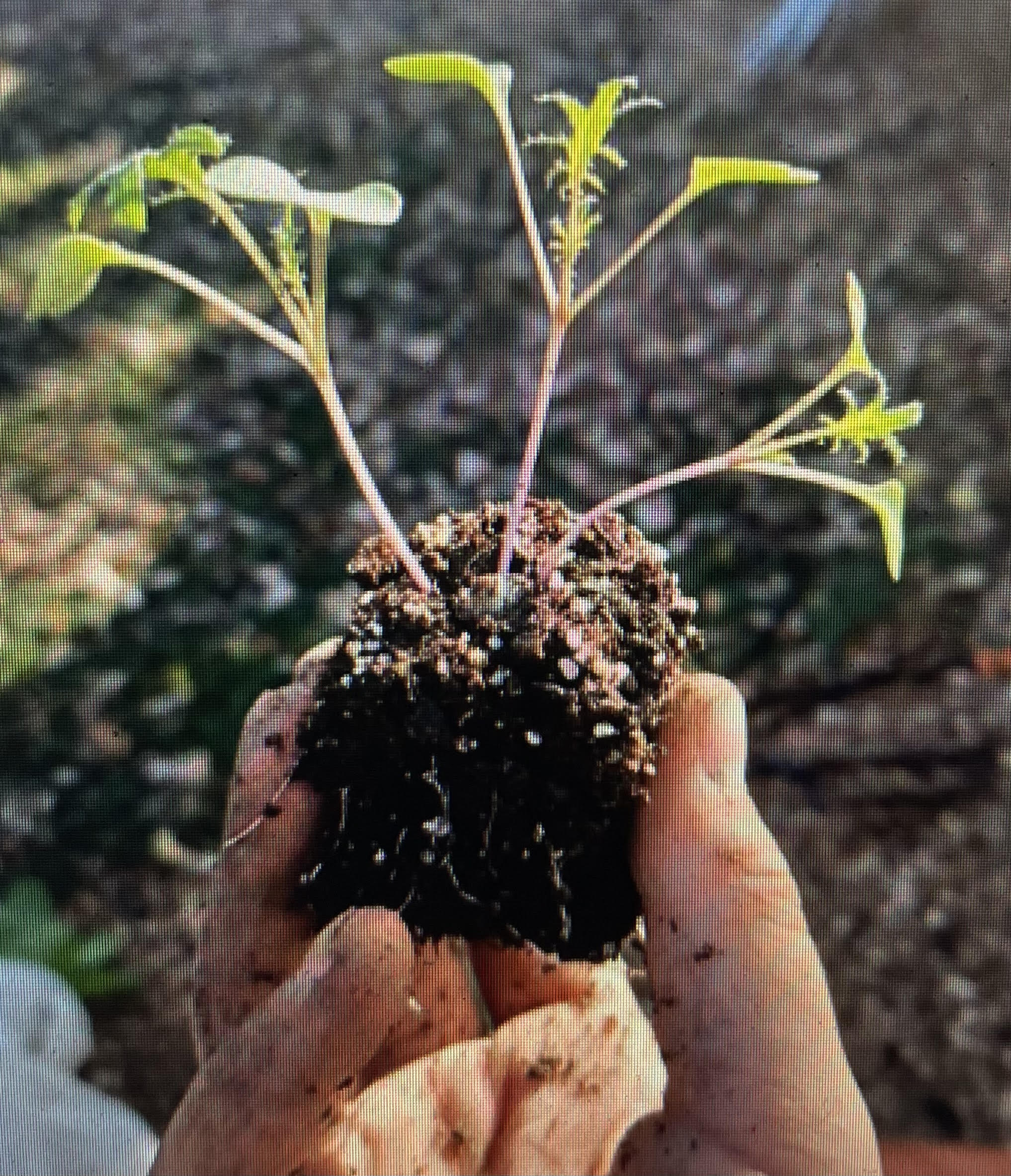 Springfield Community Education: Food Systems